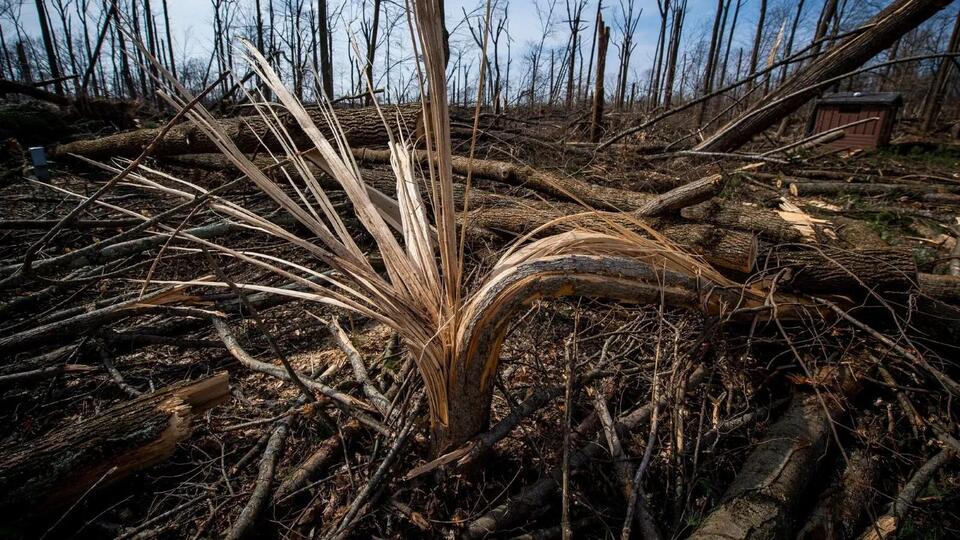 No, You Don’t Have To Worry About Exploding Trees During The Upcoming ...