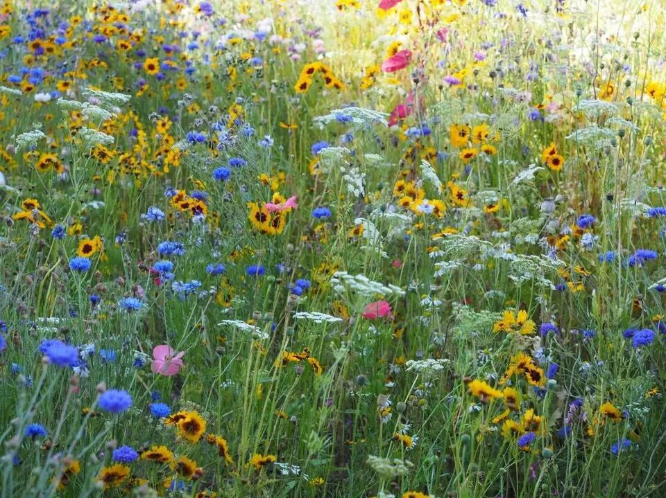 It’s OK to mow in May? the best way to help pollinators is by adding ...