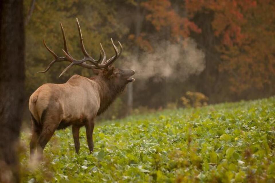 Michigan’s elk population needs to be whittled down, DNR says - NewsBreak