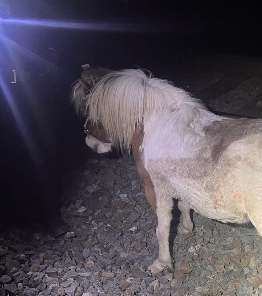 Teddy The Miniature Horse Recovering At Rhinebeck After Train Accident ...