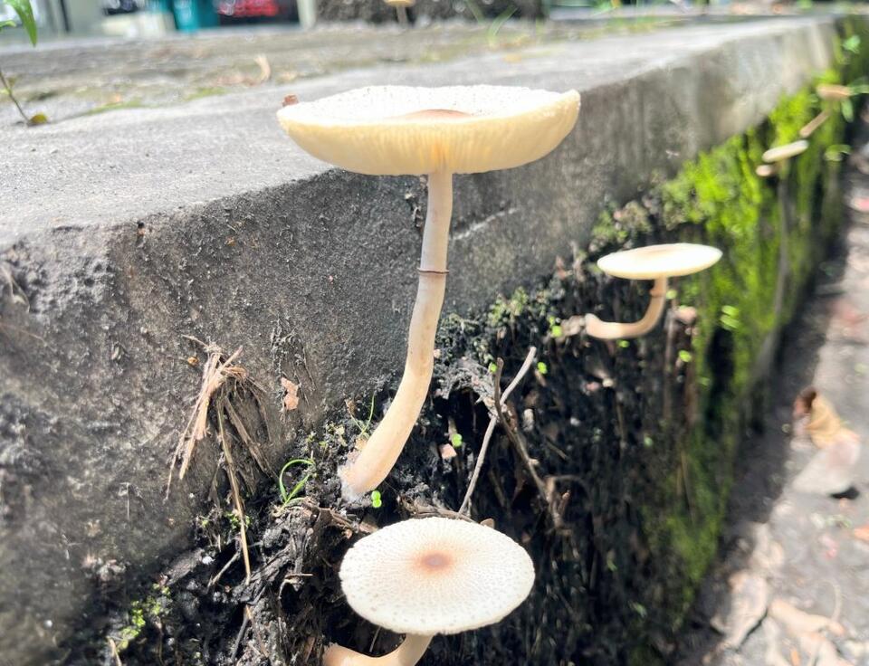 City fungi are evolving to survive the heat – and possibly infect ...