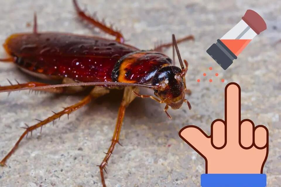 The Spice You Can Use to Keep Cockroaches Out of Your Texas House ...