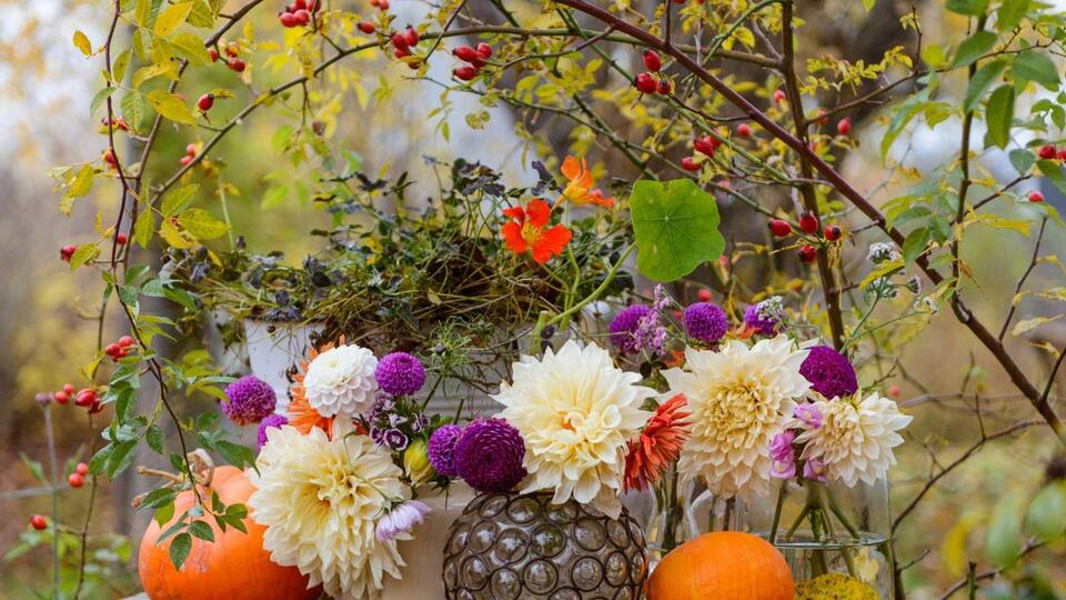 Best roses for rosehips – 6 varieties to guarantee bumper crops of hips ...