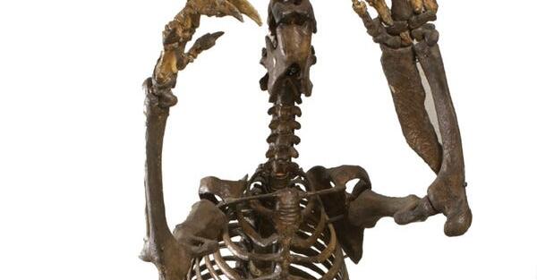 Giant Lumbering Ground Sloth Inhabited Much Of North America In Ice Age ...