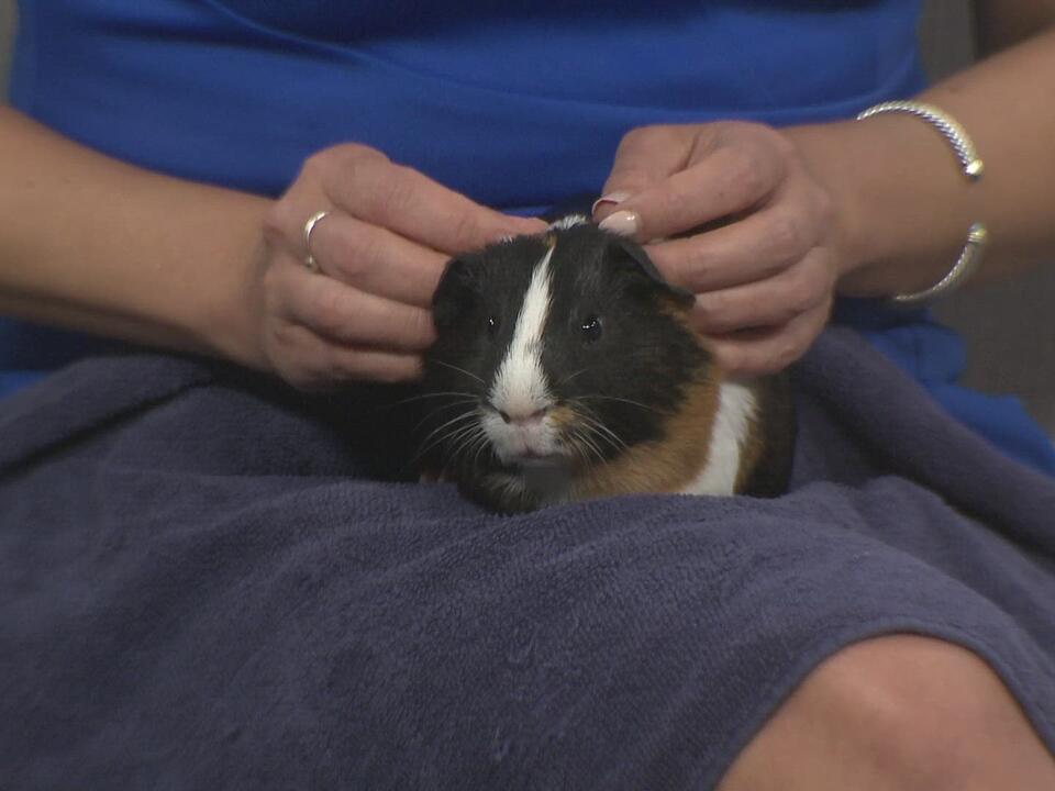 Meet Pistachio, an 8-month-old male tri-color guinea pig, up for ...