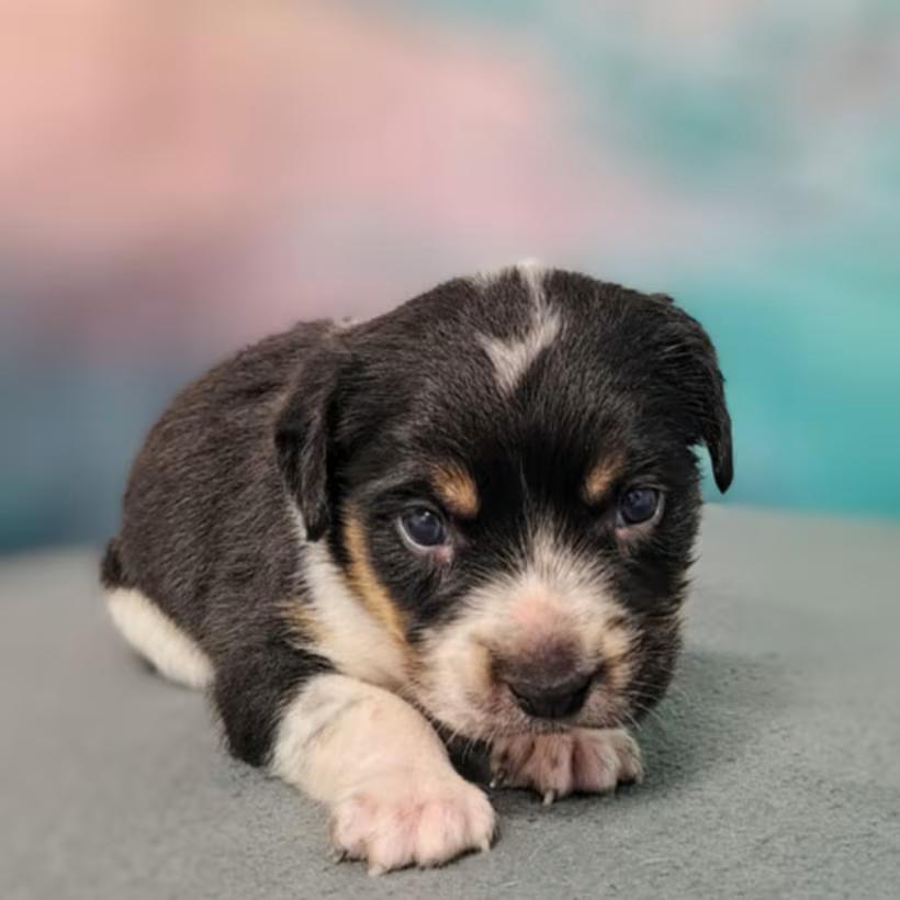 🐶 Playful Puppies & Sweet Dogs Ready for Adoption in Griswold, CT ...