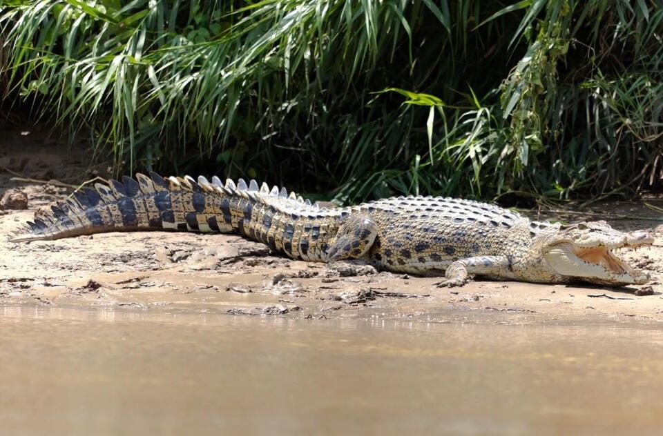 15 Facts About Saltwater Crocodile - NewsBreak