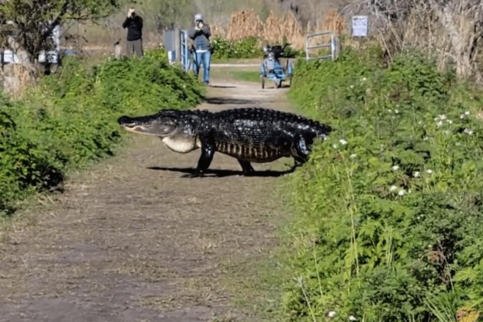 12-Foot Alligator Nicknamed “Fabio” Wandering Around Florida Looks Like ...