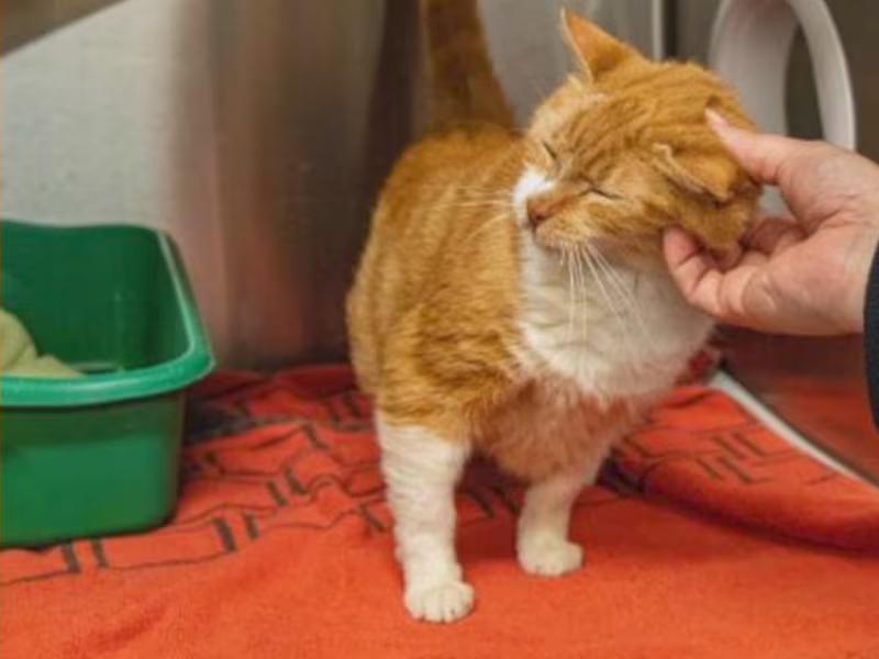 Marion County Animal Services immediately suspends cat intake and ...