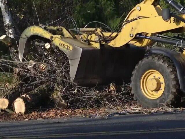 Logan moves forward with removal of historic ash trees - NewsBreak