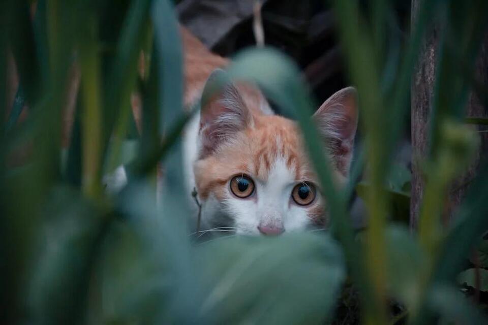 Mass Poisoning Claims Lives of 60 Cats in Spanish City - NewsBreak