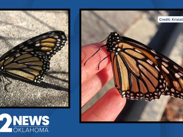 HEADLESS BUTTERFLIES?: OKC Zoo investigates Monarch butterfly phenomenon