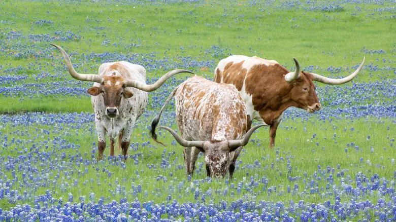 One Of America's Largest Ranches Is A Premier Destination For History ...