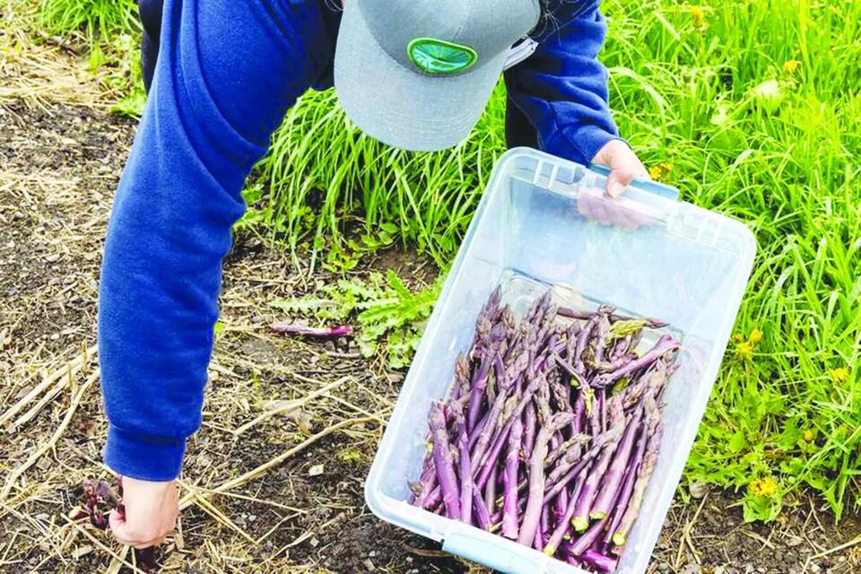 Tap Root Fields farm stand offers locally grown plants, produce - NewsBreak