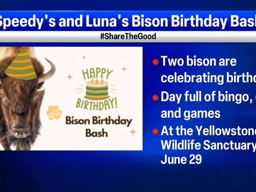 Speedy and Luna's bison birthdays at Yellowstone Wildlife Sanctuary