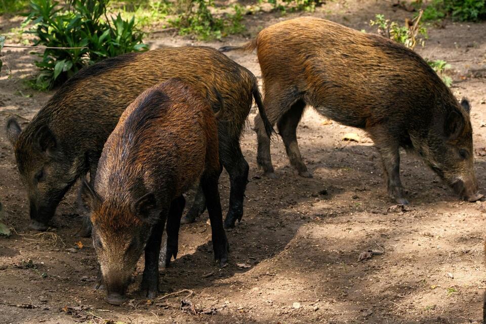 Study Reveals that Wild Hogs Aren’t as Destructive to Texas as We ...
