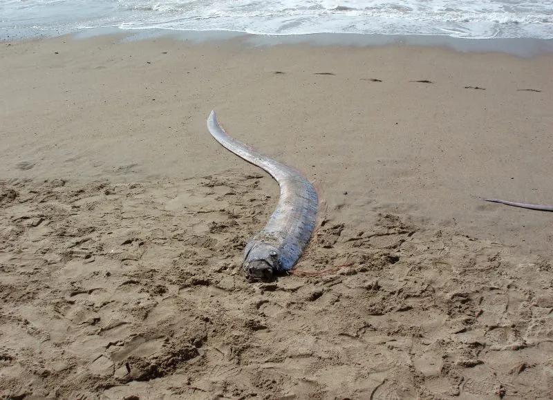 What is the ‘doomsday fish?’ - NewsBreak