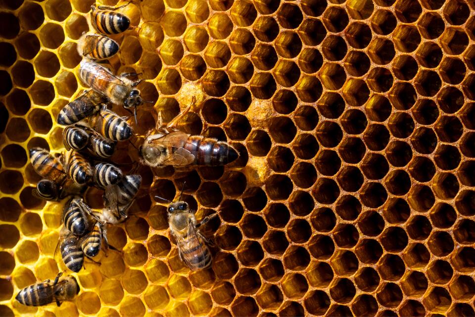 Ten-Year-Old Beekeeper Prompts City of Santa Rosa to Amend Zoning Laws ...