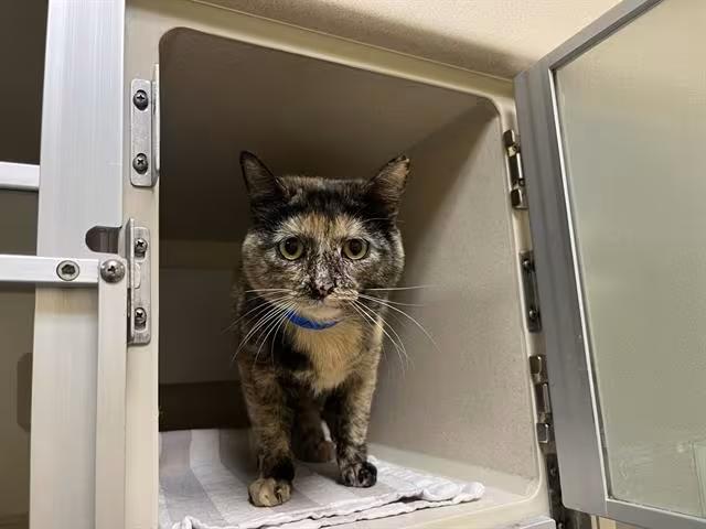 🐱 Playful, Gentle & Loving Cats Ready for Adoption in Denver - NewsBreak