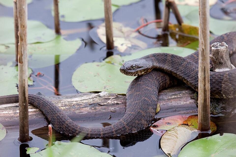 This is the #1 Most Snake-Infested Lake in Michigan - NewsBreak