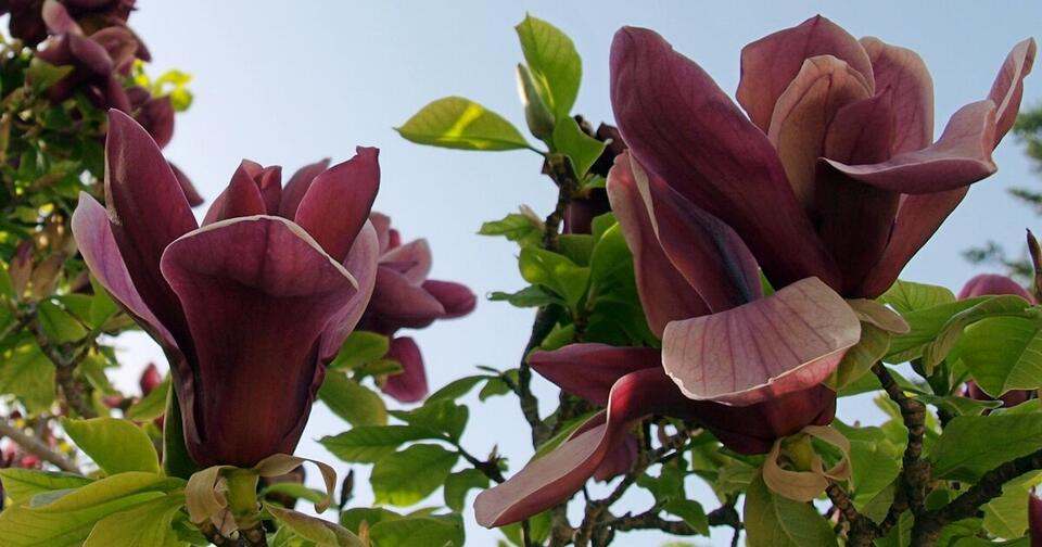 10 Flowers That Symbolize Rebirth - NewsBreak