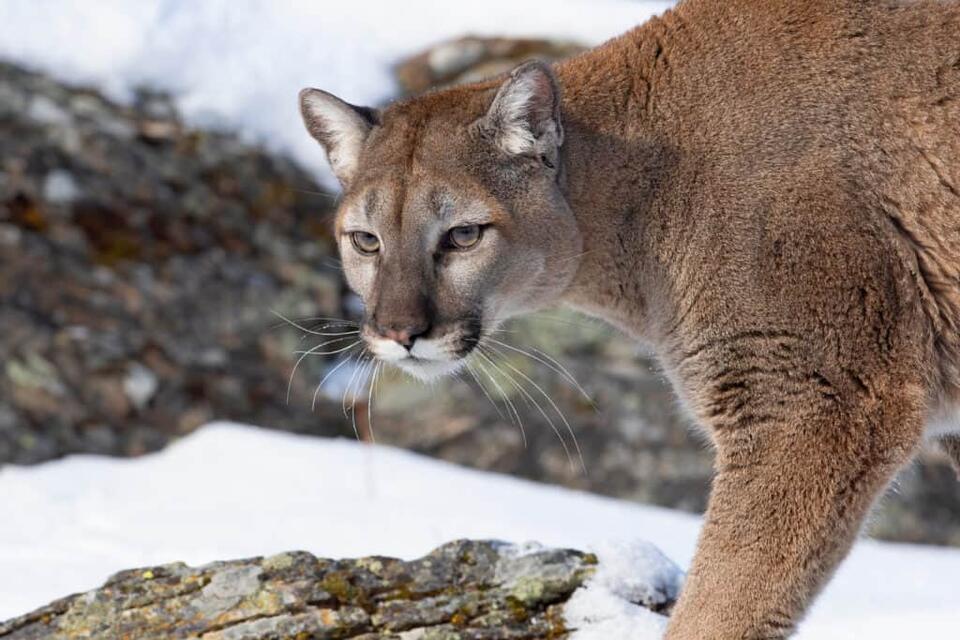 Cougar vs Mountain Lion – Is There Even a Difference? - NewsBreak