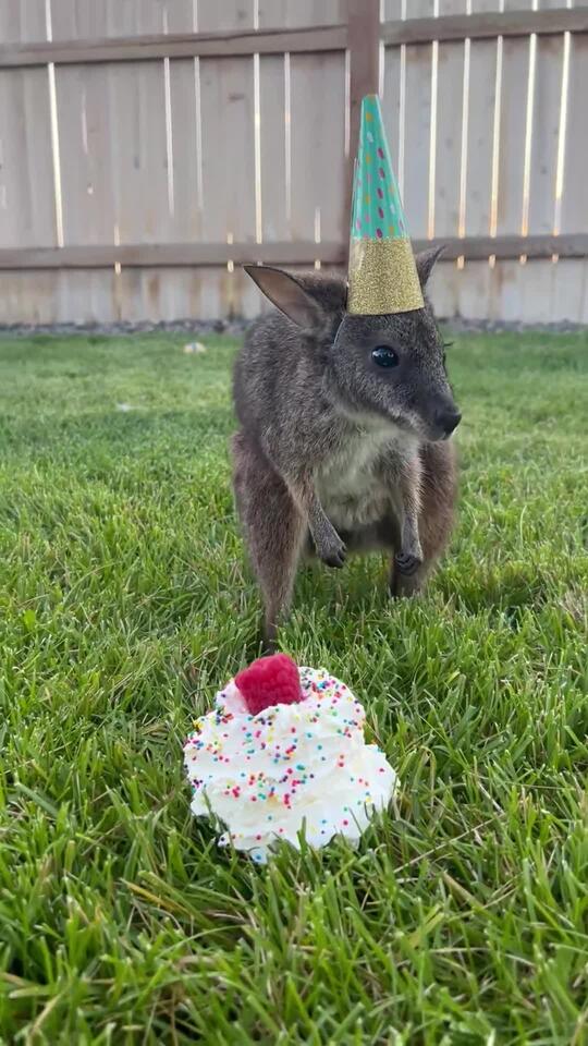 Wallaby Isnt a Fan of Party Hat - NewsBreak