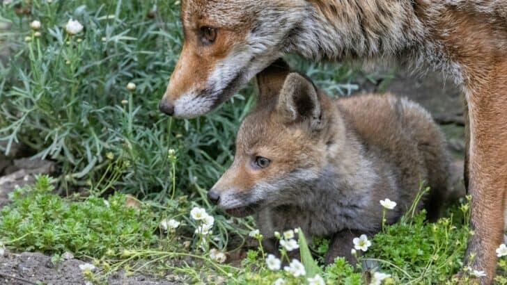 How Baby Foxes Learn to Survive in the Wild - NewsBreak