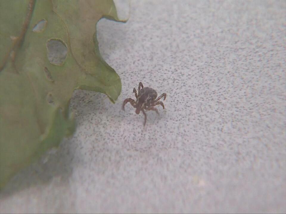 Summer tick season is in full swing - here is how you can keep yourself ...