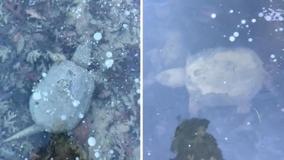 Hiker Stunned When He Spots Hibernating Snapping Turtle Frozen Solid In ...