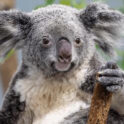 Claude The Koala Has Gone On Another Heist. This Time, He Brought A ...