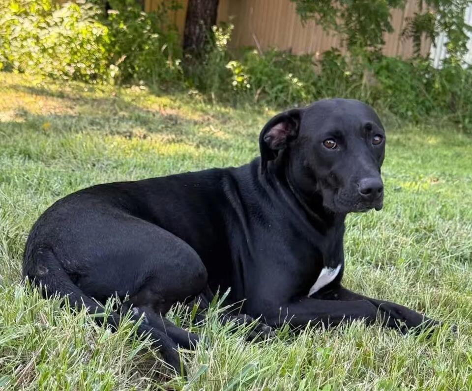 🐶 Playful Lab & Shepherd Mix Dogs Ready for Adoption in Bolivar - NewsBreak
