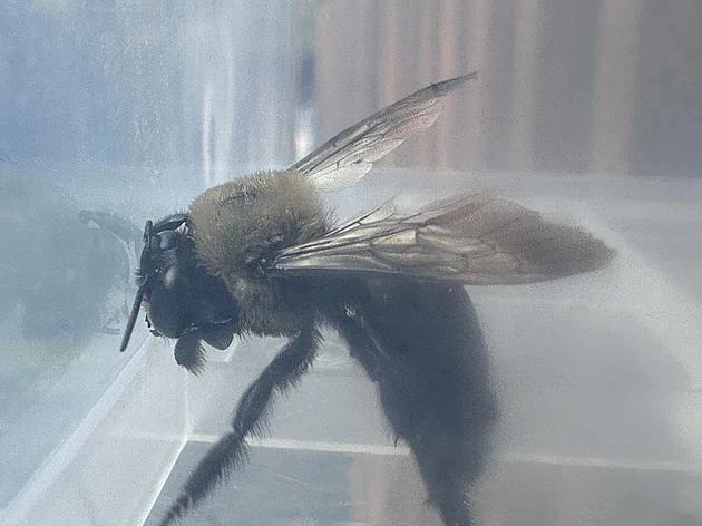 Carpenter Bee Explosion in New York: Sure Fire Way to Rid Them - NewsBreak