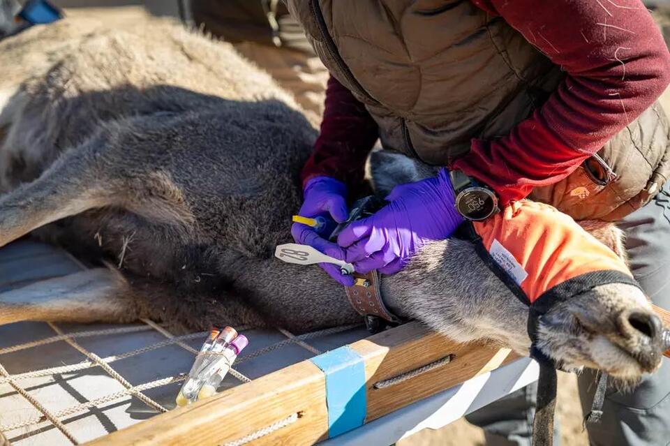 Understanding Utah’s Wildlife: DWR Captures Record Number Of Big Game ...