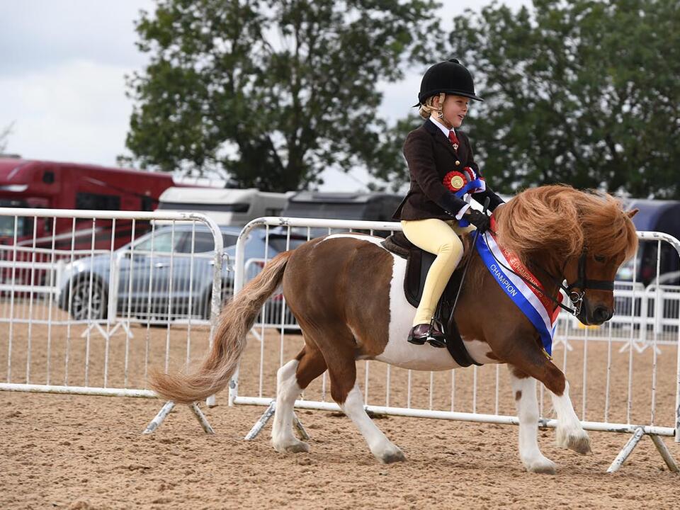 22 Best Shetland Pony Facts