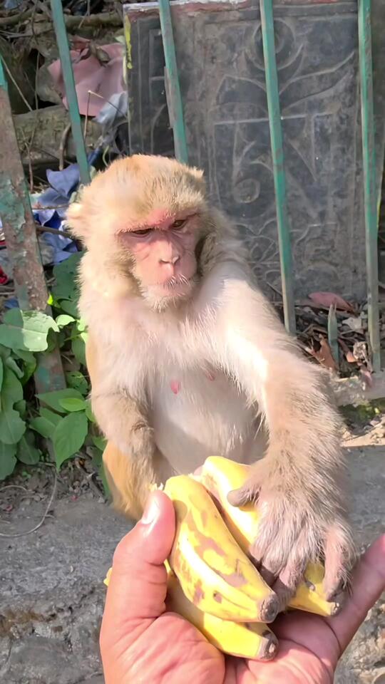 A monkey without one hand took three bananas at once, and I fed it one ...