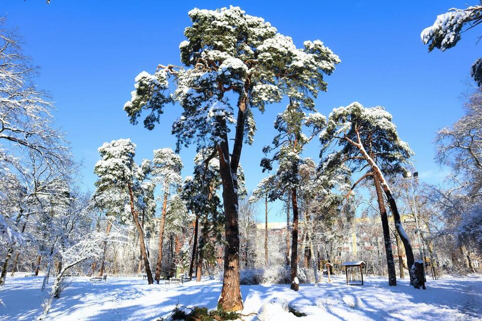 Exploding Trees? The Cold-Weather Warning Going Viral Explained - NewsBreak