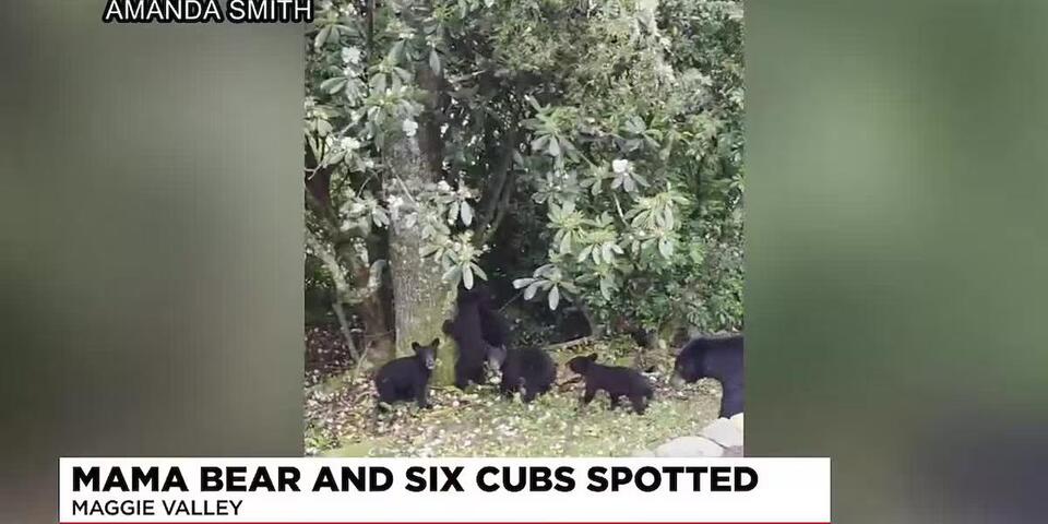 Mama bear and six cubs spotted in Maggie Valley - NewsBreak