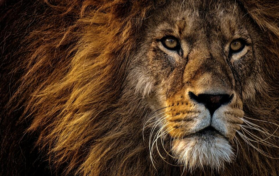 From Cubs to Kings — The Life Stages of a Male Lion - NewsBreak