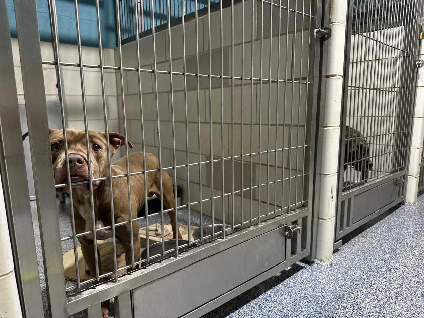 Injured animals get a second chance at life this season - NewsBreak