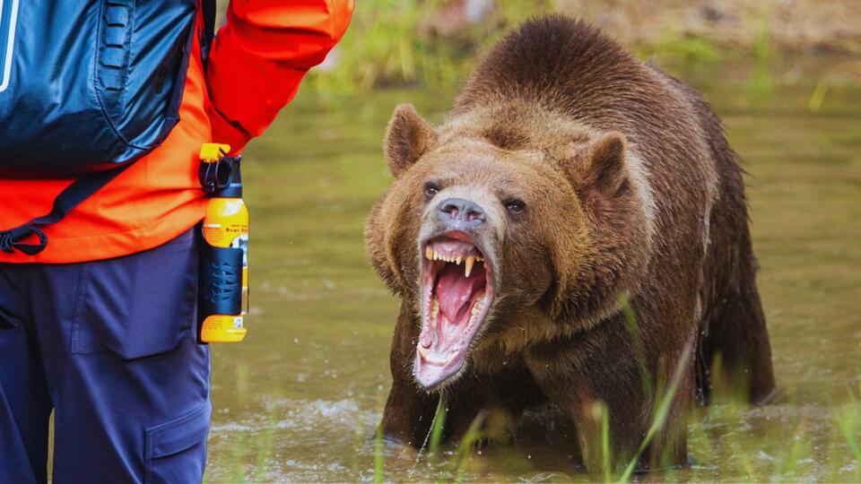 Could you stop a charging bear? Here’s how to use bear spray the right ...