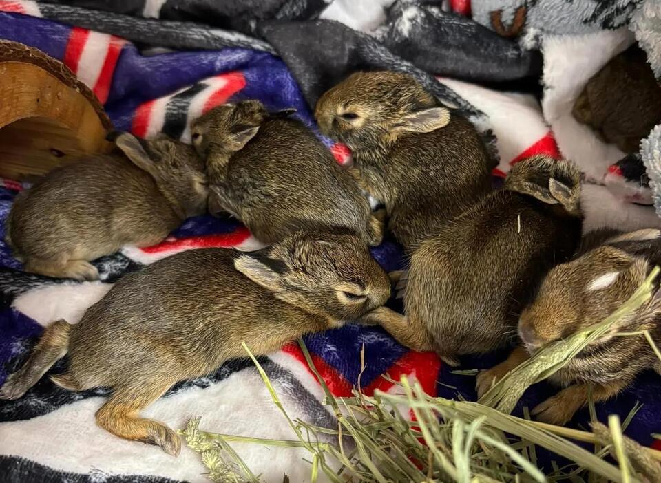 Baby rabbits rescued after being tied up in a bag, tossed out of a car ...