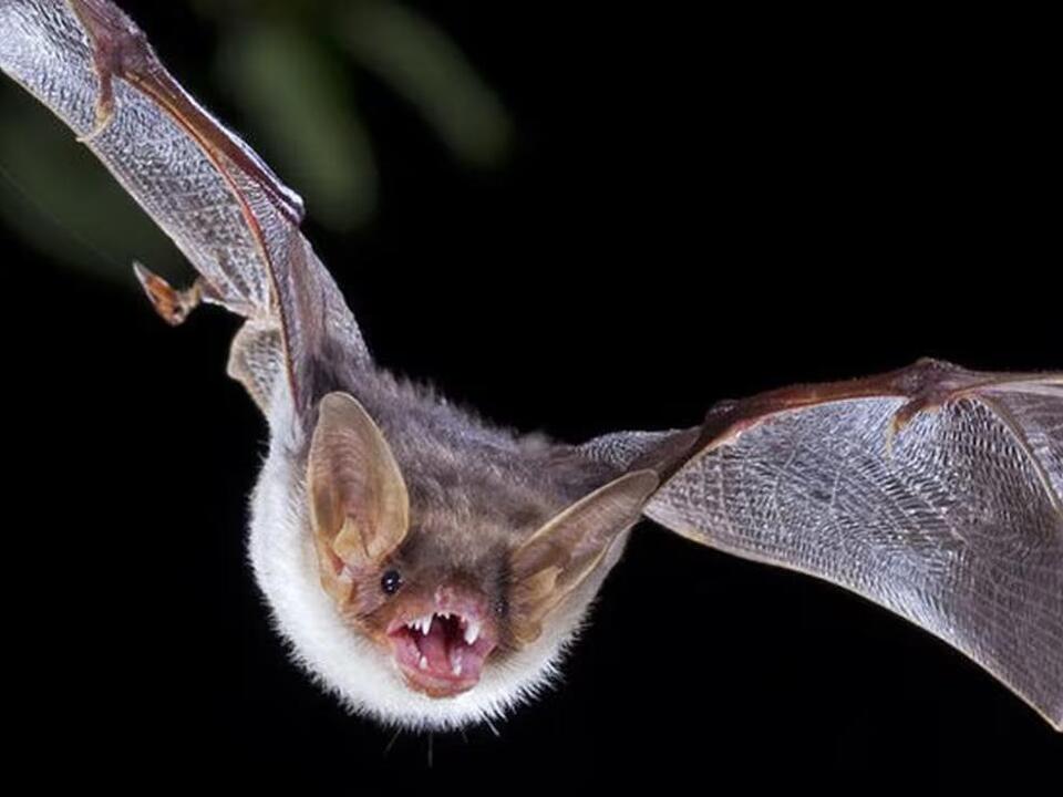 Wisconsin woman marks 20 years since her near fatal rabies diagnosis