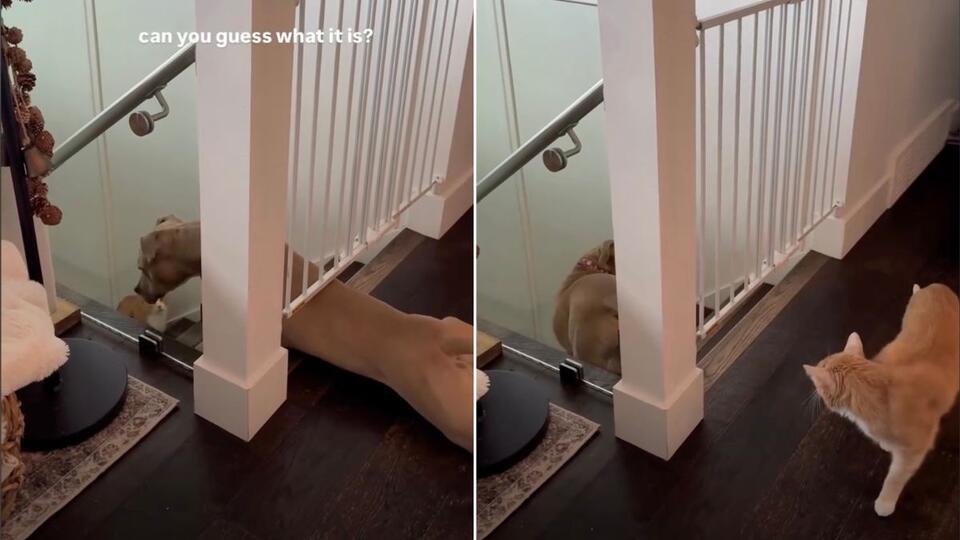 Video: Dog’s Crawl Under Baby Gate Impresses the Internet - NewsBreak