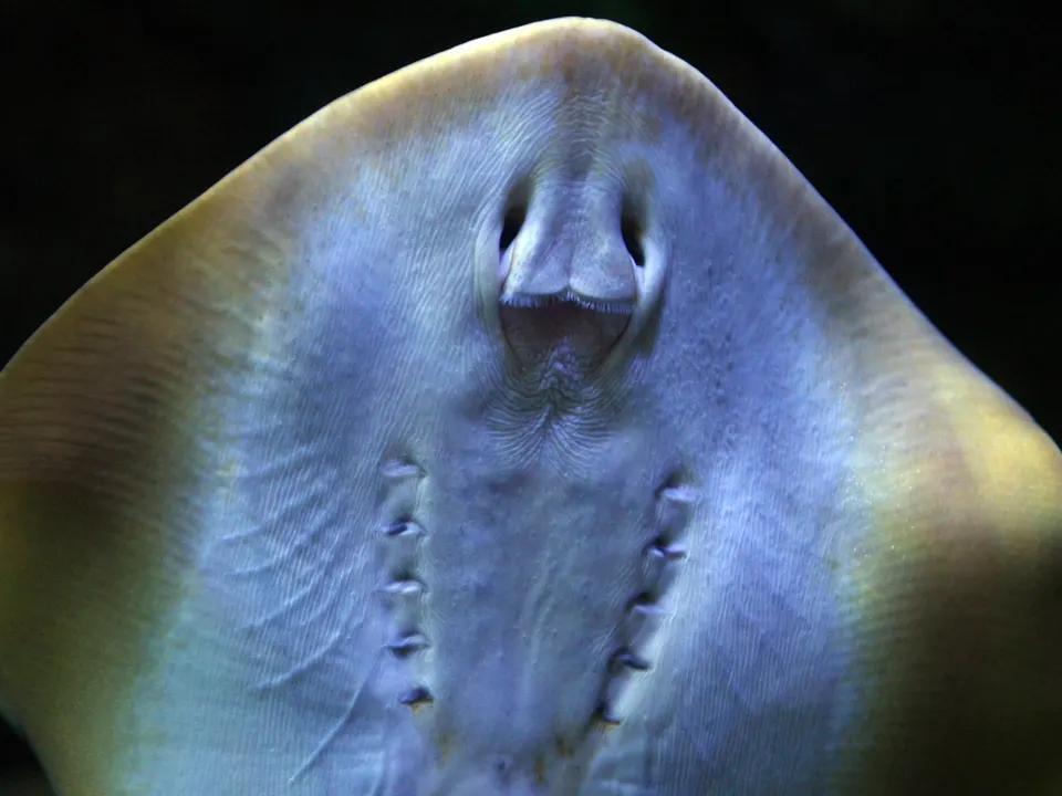 Charlotte the pregnant stingray captivates fans waiting for rare birth