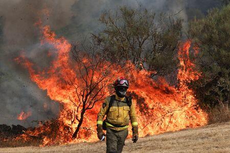 'Cooked alive': Europe's wildfires hit tourism spots and forests ...