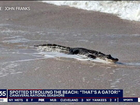 Alligator shocks beachgoers as it swims ashore in Alabama