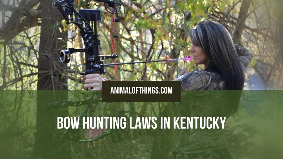 Bow Hunting Laws in Kentucky: Season Dates, Equipment Rules, and What ...