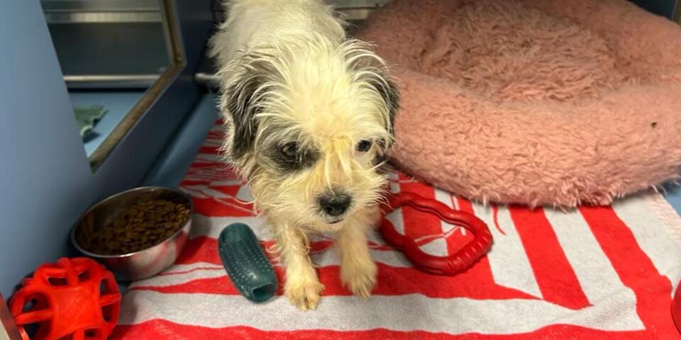 Toledo Humane Society caring for dozens of dogs rescued in hoarding ...