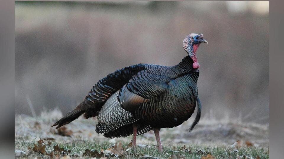 Bonus Harvest Authorizations For Wisconsin’s Spring Turkey Season Now ...